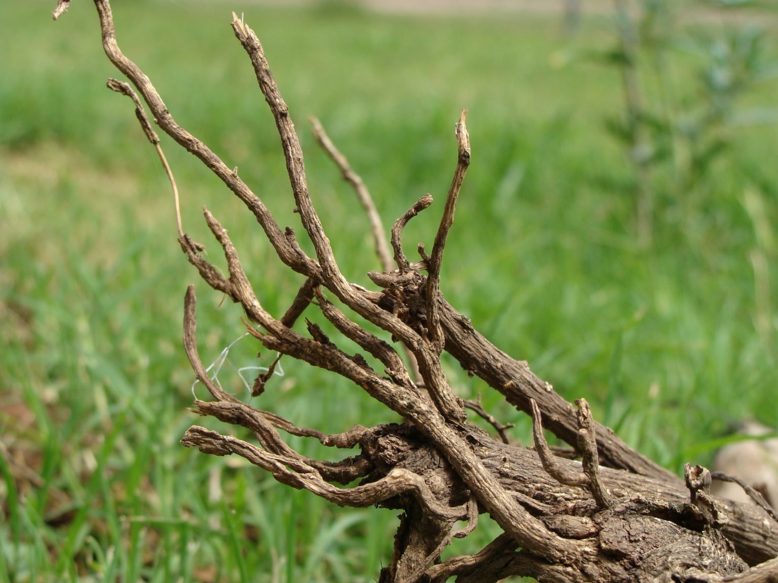 Cómo Usar Ramas Secas Para Decorar y Crear Ambientes Únicos